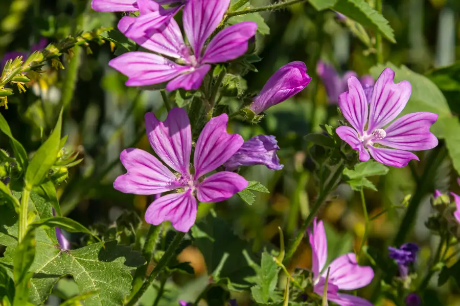 Tipos de malvas y sus cuidados: las pequeñas flores que reivindican el ...