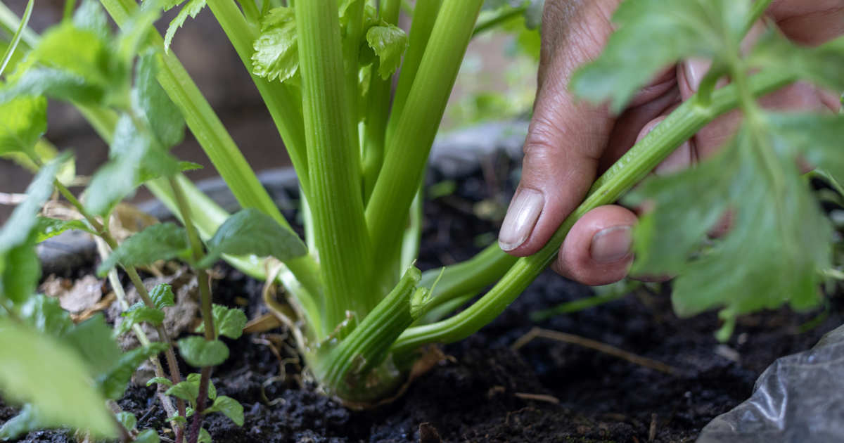 Cómo cultivar apio en casa: siembra y cuidados básicos para que crezca sano