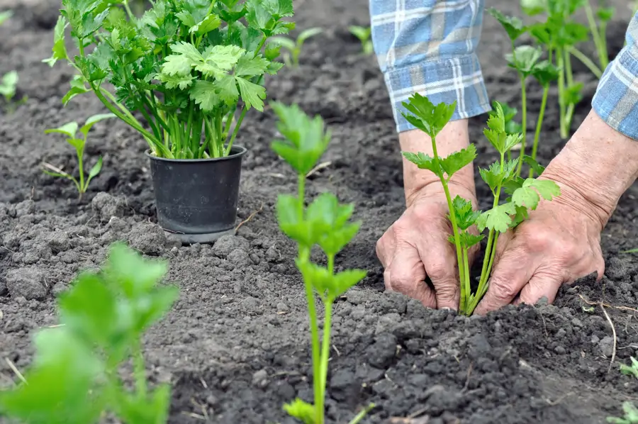 Cómo cultivar apio en casa: siembra y cuidados básicos para que crezca sano