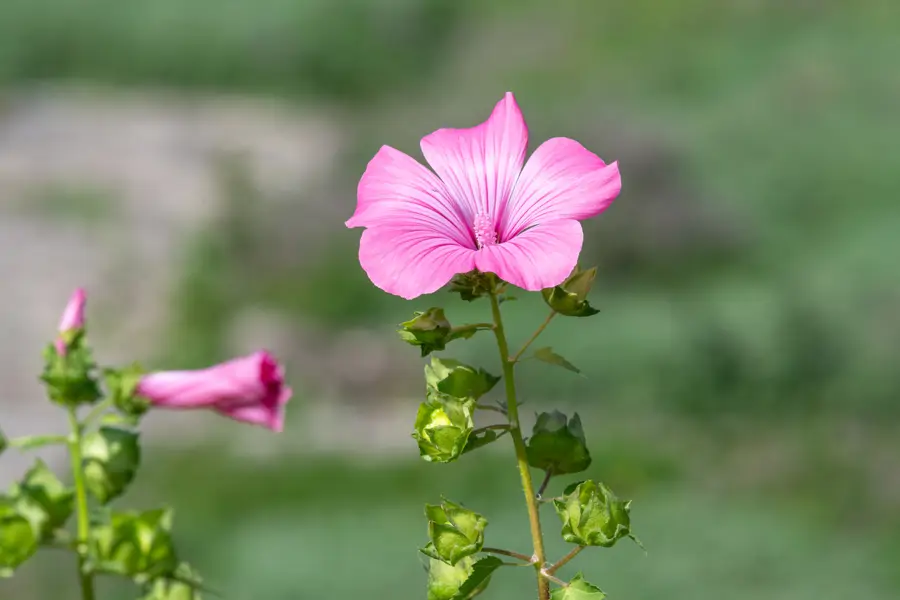 Tipos de malvas y sus cuidados: las pequeñas flores que reivindican el ...