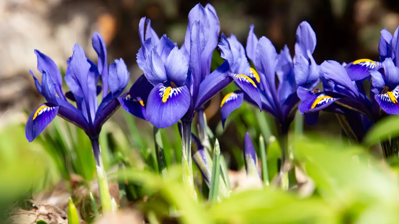 Iris reticulado: cuidados de una flor temprana que anuncia la primavera ...