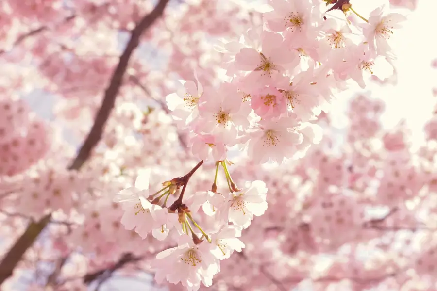 Sakura o flor del cerezo: simbolismo, historia y guía para disfrutar de ...