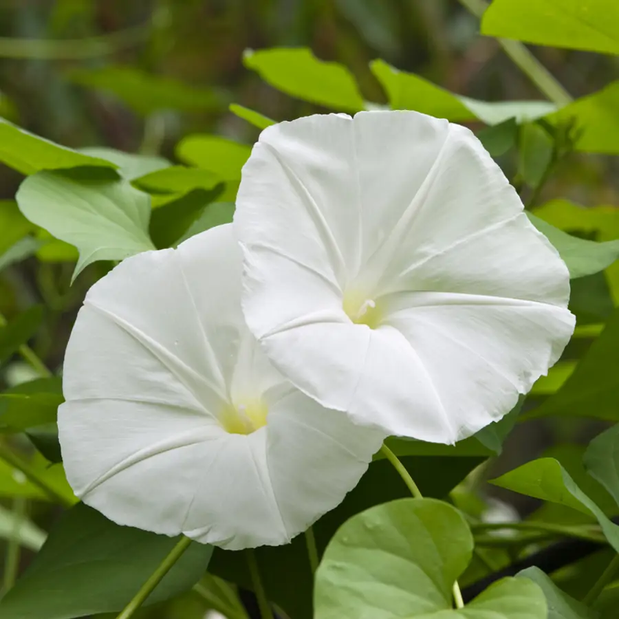 La flor: simbolismo y significado espiritual