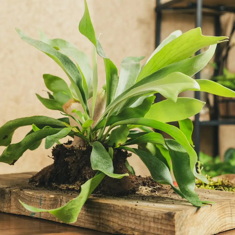 Cómo cuidar la pata de elefante o Beaucarnea recurvata, una planta de ...