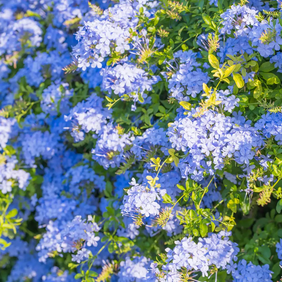 Cómo cuidar las azaleas para que estallen en flores y alegren tu casa ...