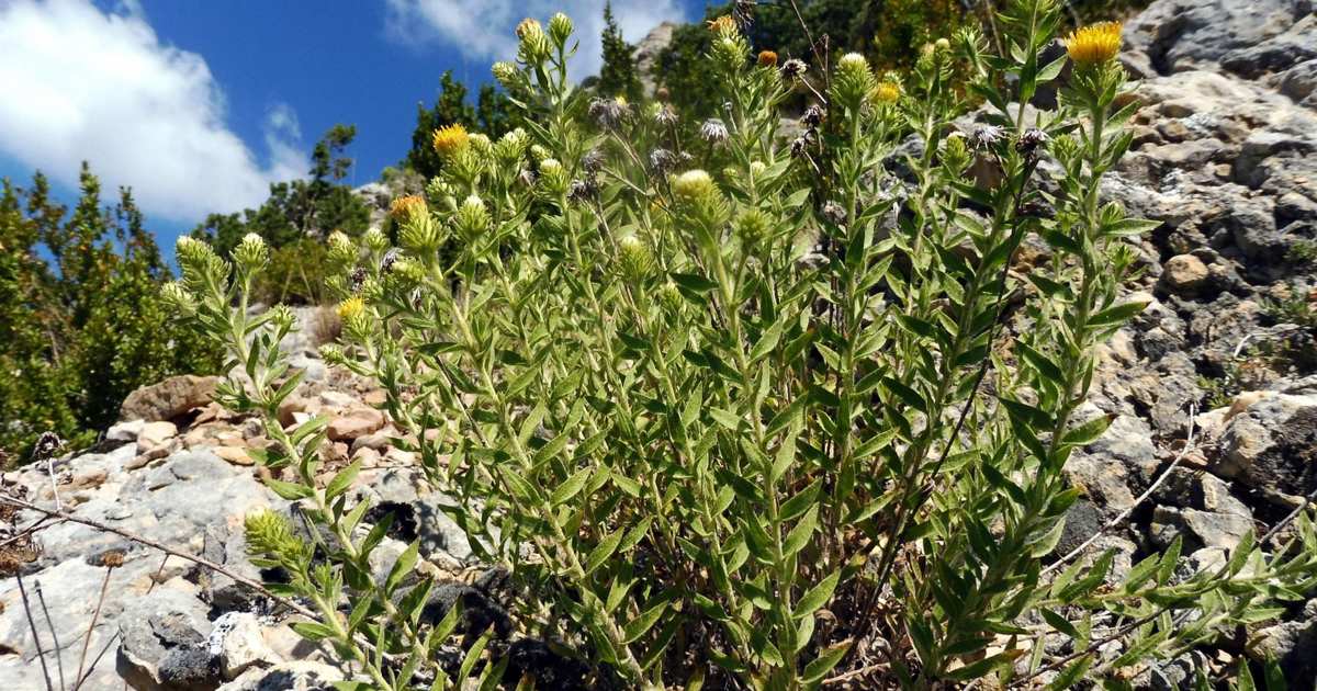 Té de roca: todos los artículos de esta planta típicamente mediterránea