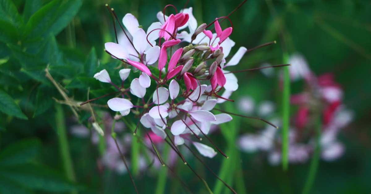 Sus estambres le dan su arácnido nombre: las bonitas flores que crecen ...